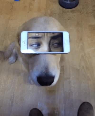 Hypnotized dog - Coub - The Biggest Video Meme Platform