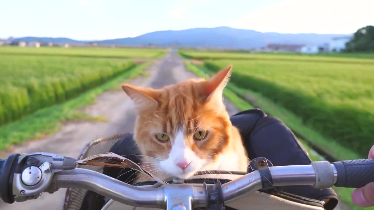 Cat ride - Coub - The Biggest Video Meme Platform