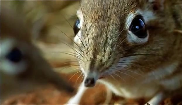 Elephant shrew - Coub - The Biggest Video Meme Platform