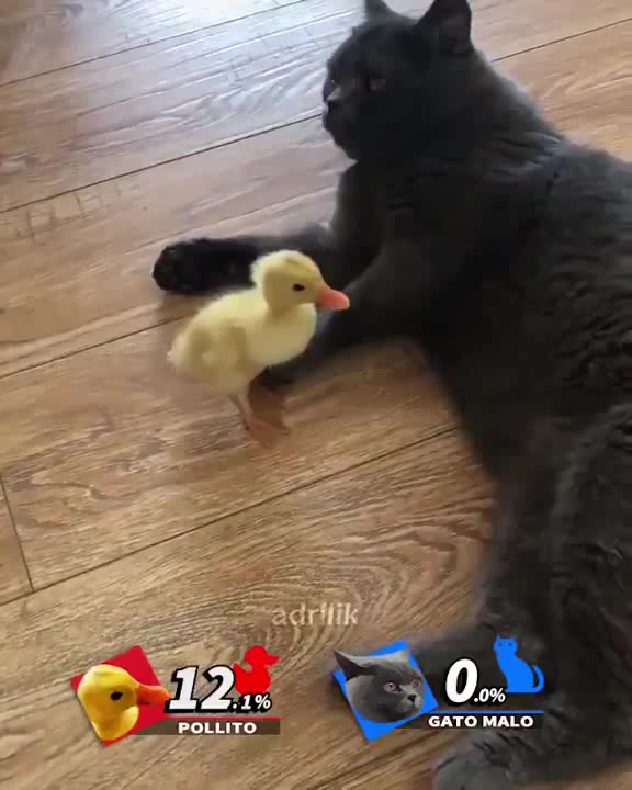 SSB Duck vs Cat - Coub - The Biggest Video Meme Platform