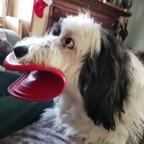 What could go wrong giving a dog the frisbee - Coub - The Biggest Video ...