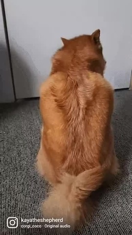 Привет - Coub - The Biggest Video Meme Platform