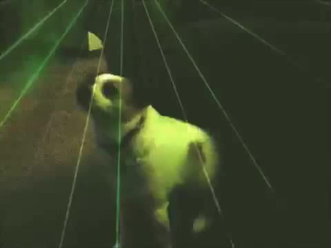 Techno Dog - Coub - The Biggest Video Meme Platform