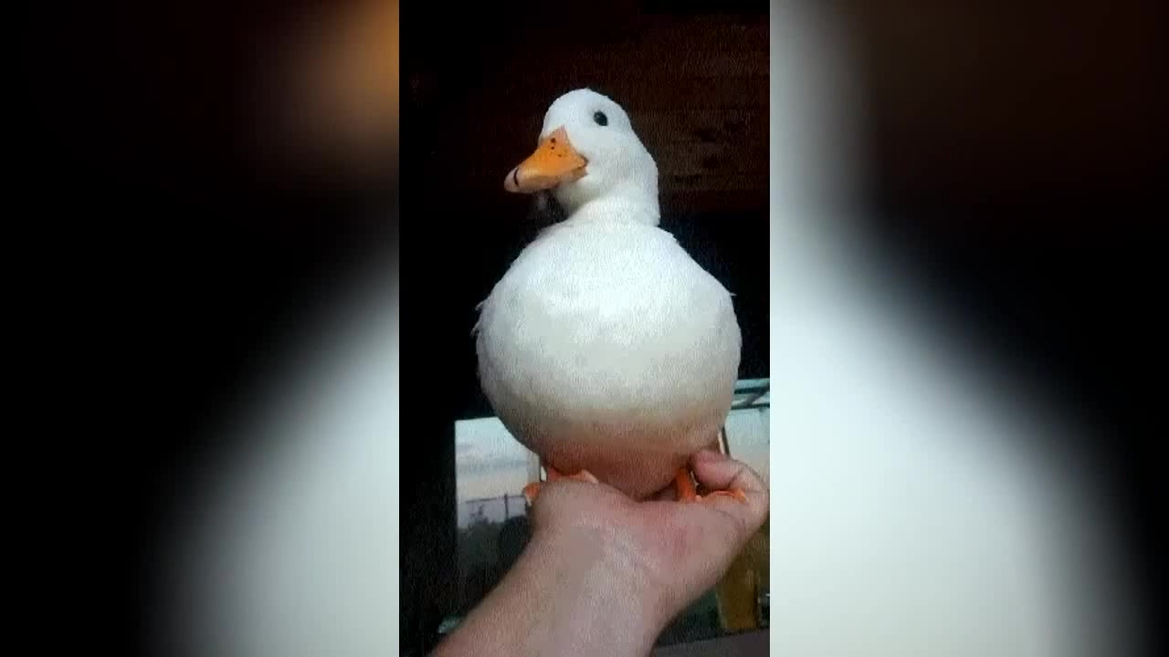 Attack of ducks - Coub - The Biggest Video Meme Platform