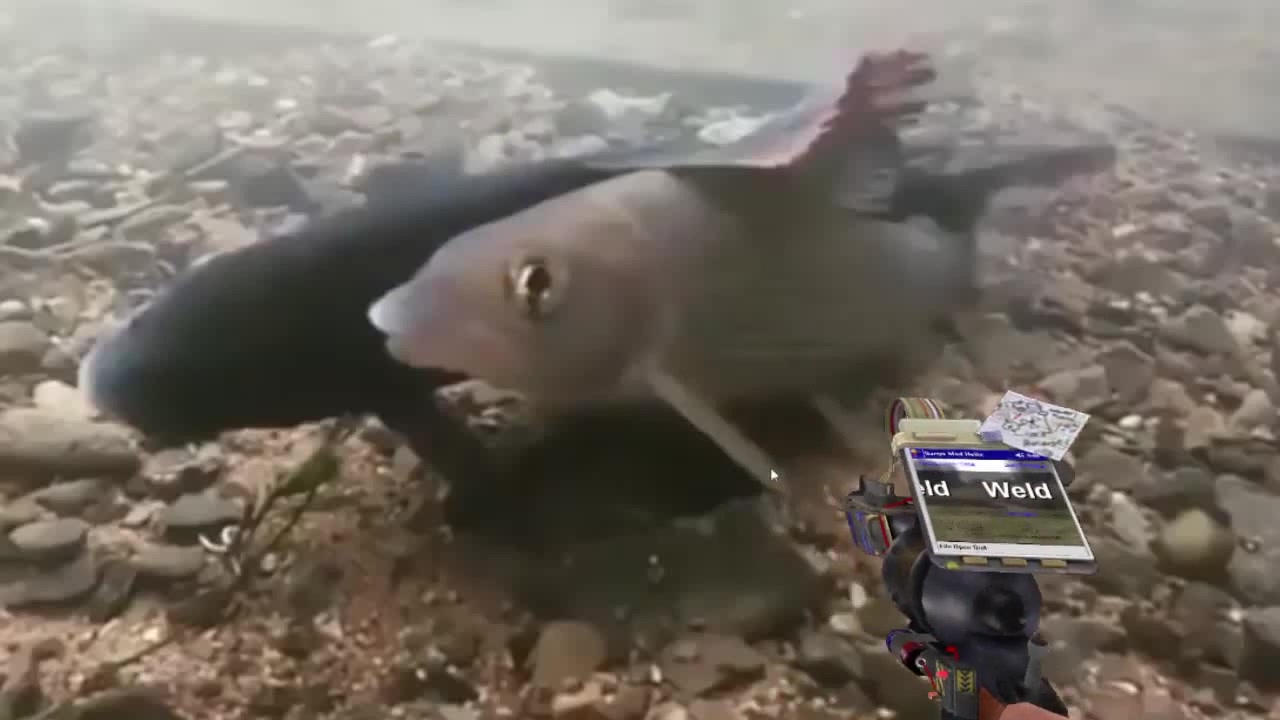 Pog Fish Garry's Mod Addon - Coub - The Biggest Video Meme Platform