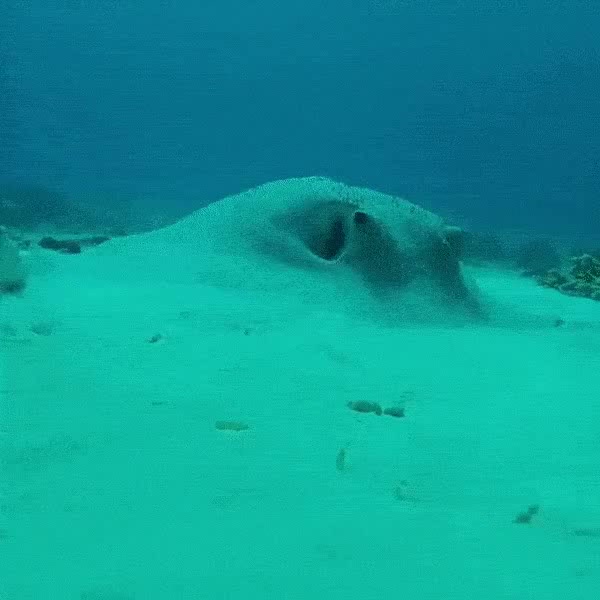 Suspicious fish - Coub - The Biggest Video Meme Platform