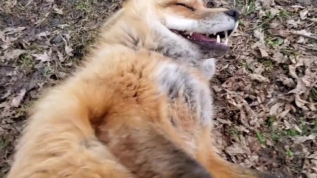 Have you ever heard foxes laugh? - Coub - The Biggest Video Meme Platform