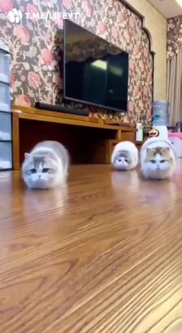 Disco cats - Coub - The Biggest Video Meme Platform