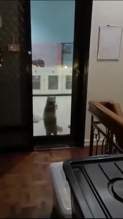 Irish cat - Coub - The Biggest Video Meme Platform