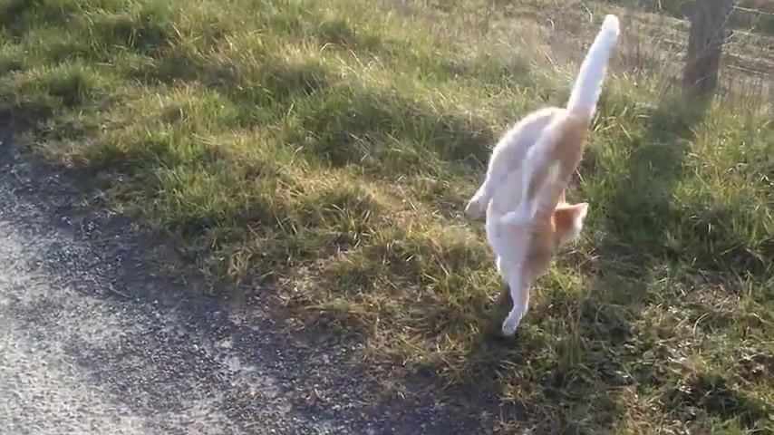 cat - Coub - The Biggest Video Meme Platform