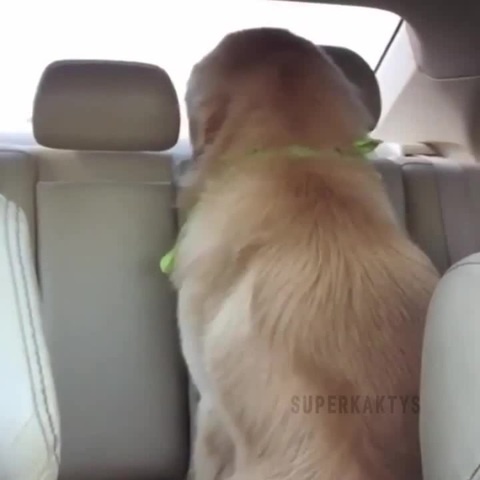 Dog SUSpects you - Coub - The Biggest Video Meme Platform