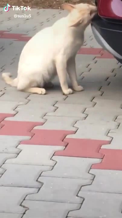 Bolond Macska - Coub - The Biggest Video Meme Platform