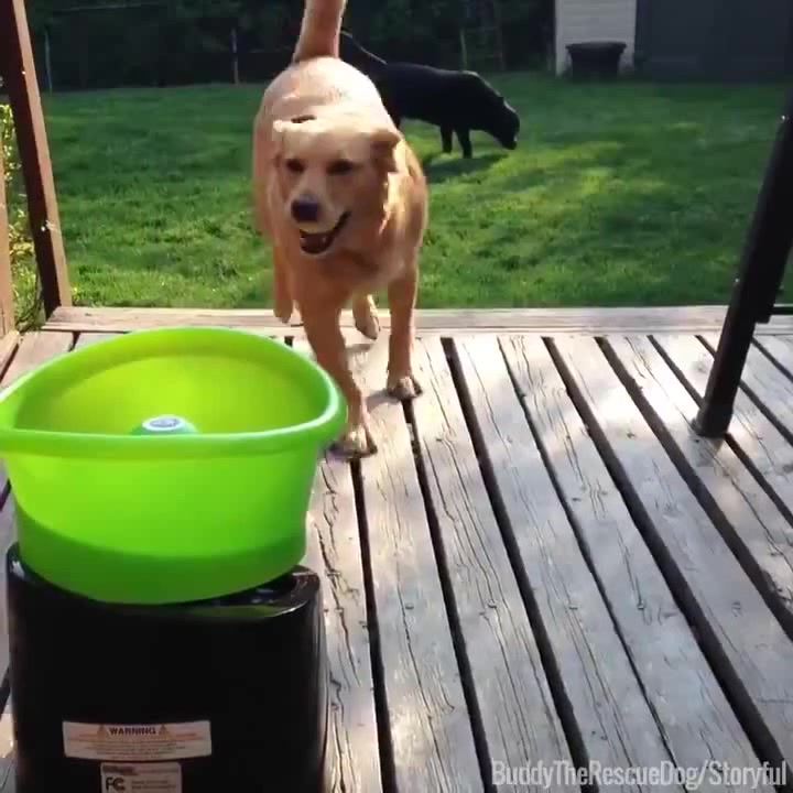 Dog - Coub - The Biggest Video Meme Platform