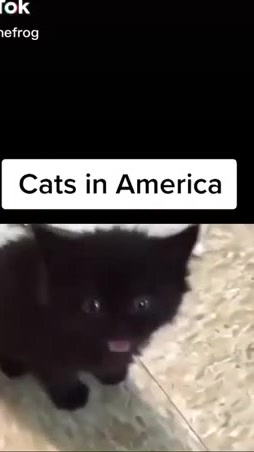 cats in Da hood - Coub - The Biggest Video Meme Platform