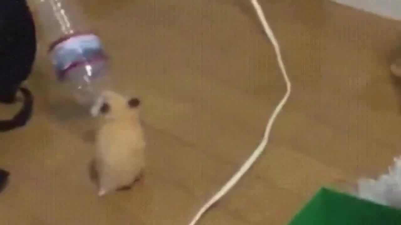 party Hamster - Coub - The Biggest Video Meme Platform