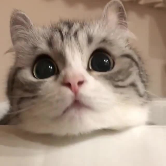 cat trace - Coub - The Biggest Video Meme Platform