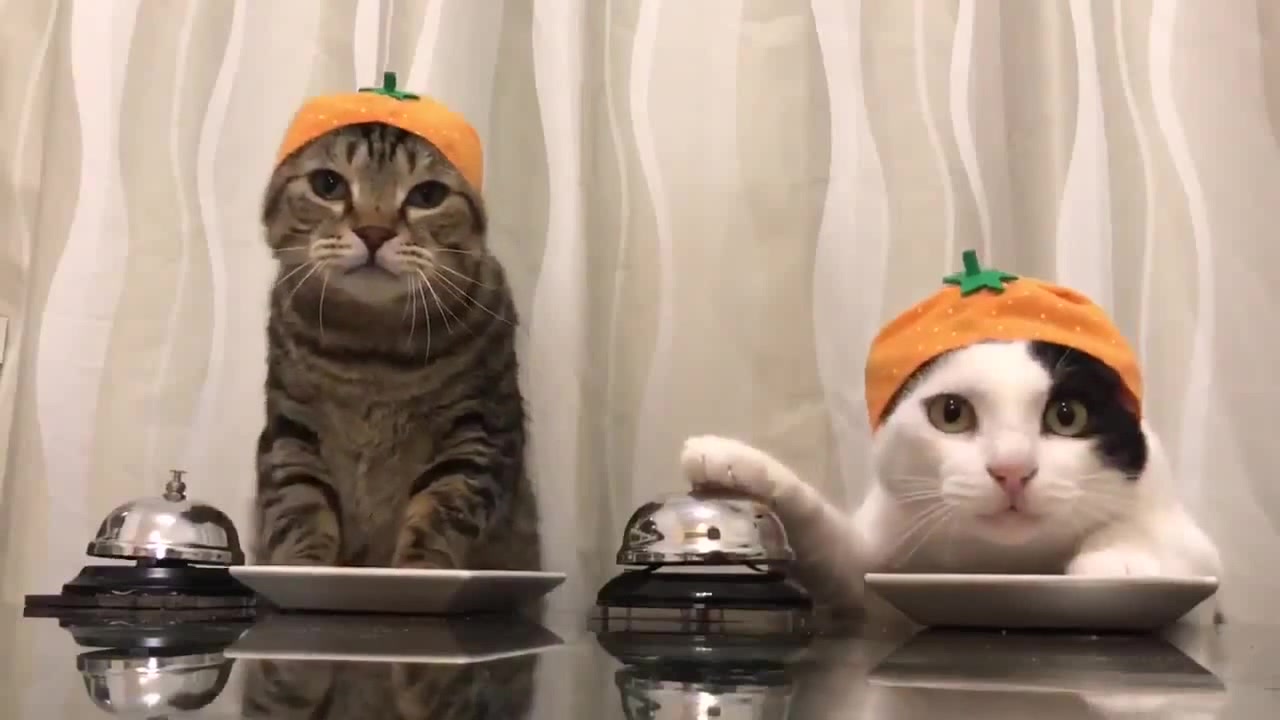 Cats wearing Satsuma Mandarin hats ring bells - Coub - The Biggest ...