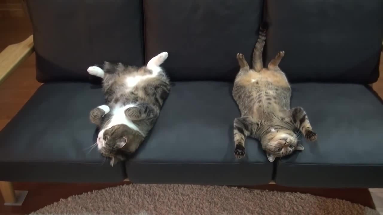 full immersion - Coub - The Biggest Video Meme Platform