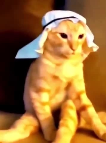 Habibi Arab Cat - Coub - The Biggest Video Meme Platform