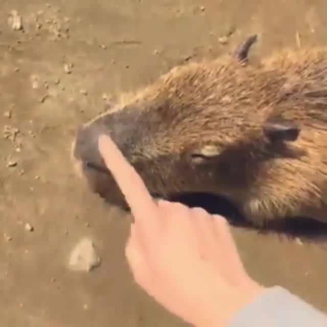Touching capybara's nose - Coub - The Biggest Video Meme Platform