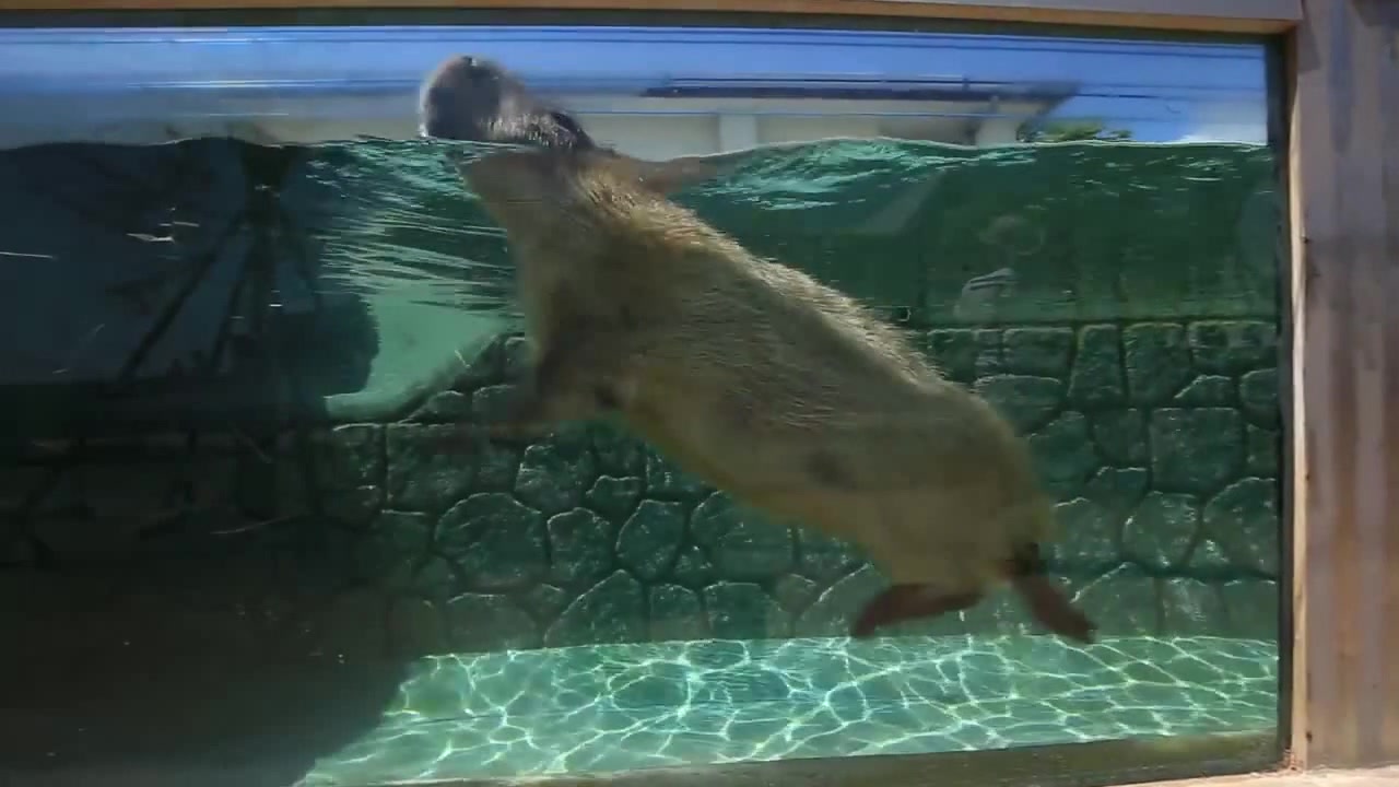 Capybara is walking underwater - Coub - The Biggest Video Meme Platform