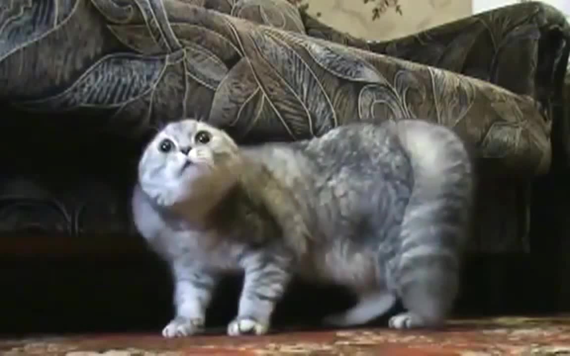 no no no cat - Coub - The Biggest Video Meme Platform