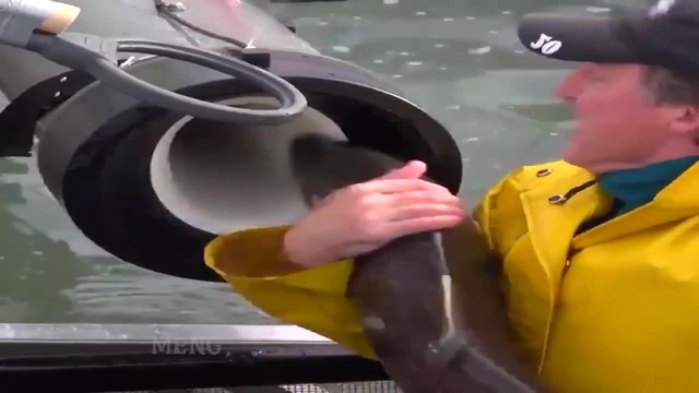 Fish Cannon - Coub - The Biggest Video Meme Platform