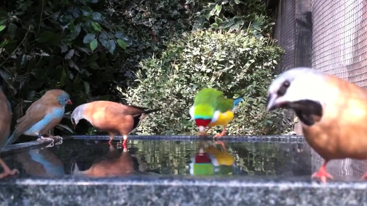 Gouldian Finches Bathing - Coub - The Biggest Video Meme Platform