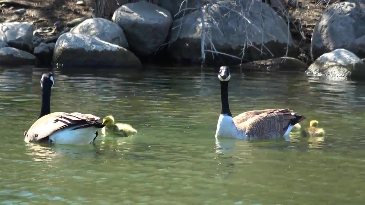 Amazing Nature - Coub - The Biggest Video Meme Platform