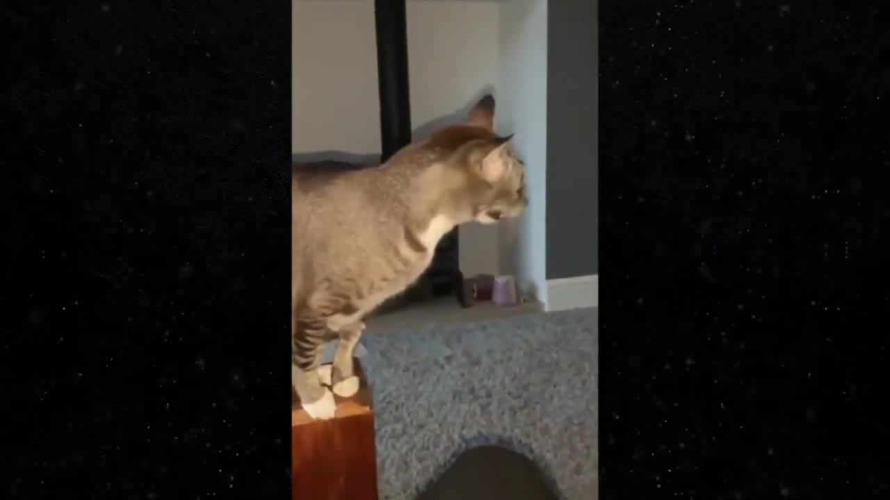 Snoop Catt - Coub - The Biggest Video Meme Platform