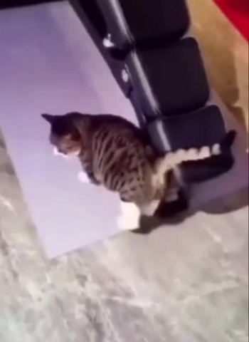 buff cat - Coub - The Biggest Video Meme Platform