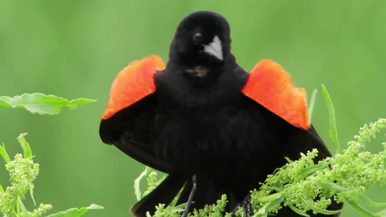 Red-winged Blackbird - Coub - The Biggest Video Meme Platform