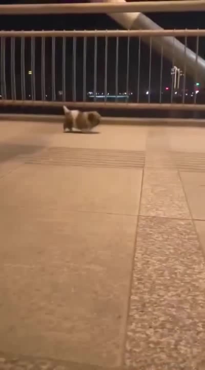 Doggo - Coub - The Biggest Video Meme Platform