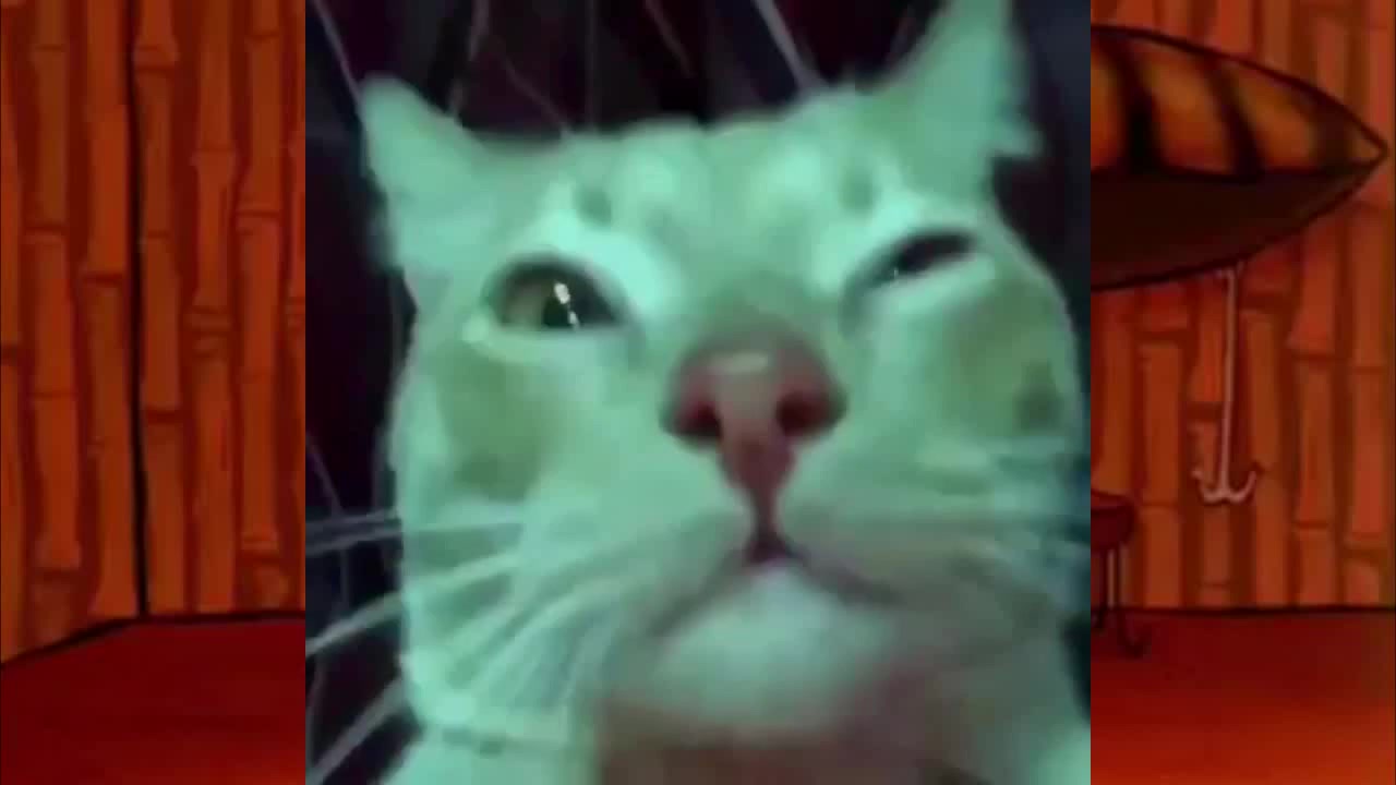 cat rave - Coub - The Biggest Video Meme Platform