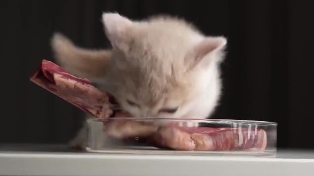 ASMR kitten eating steak - Coub - The Biggest Video Meme Platform