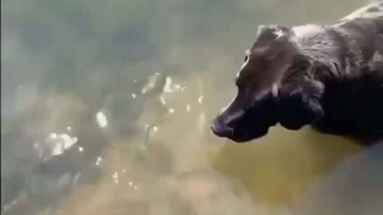 𝙵𝚎𝚊𝚛 𝙽𝚘 𝙵𝚒𝚜𝚑! - Coub - The Biggest Video Meme Platform