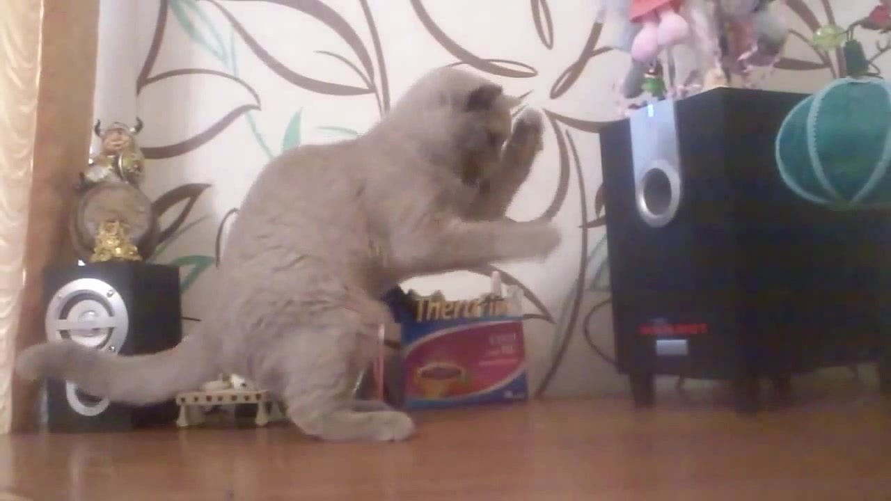 Dance cat - Coub - The Biggest Video Meme Platform