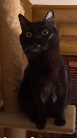 DAMN CAT - Coub - The Biggest Video Meme Platform