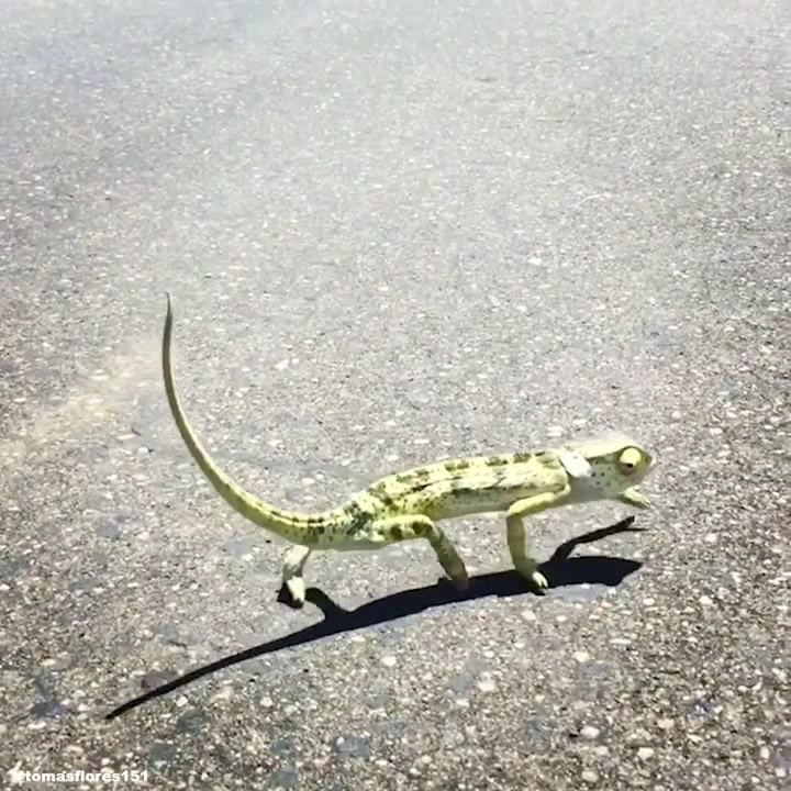 Lizard lag - Coub - The Biggest Video Meme Platform