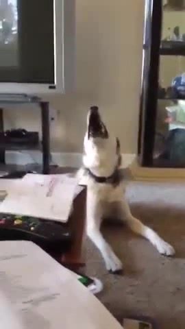 Dogs screaming - Coub - The Biggest Video Meme Platform