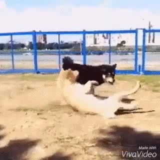 Dog-dance - Coub - The Biggest Video Meme Platform