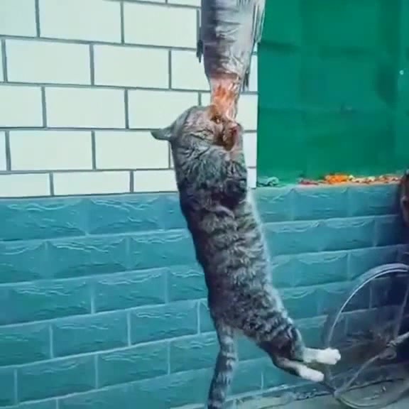 This is my fish - Coub - The Biggest Video Meme Platform