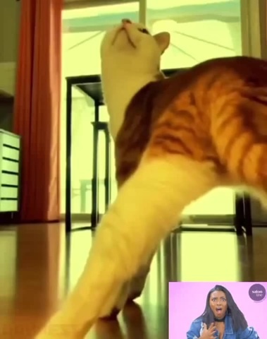 twerk&cat - Coub - The Biggest Video Meme Platform