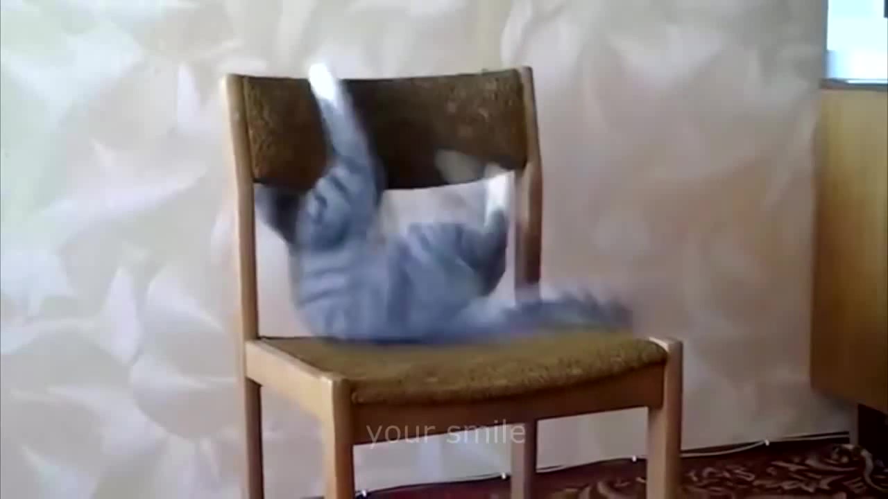 КОТЫ ПРИКОЛЫ 2016 Лучшие Приколы с котами Funny Cats Complation 2016 - Coub - The Biggest Video ...