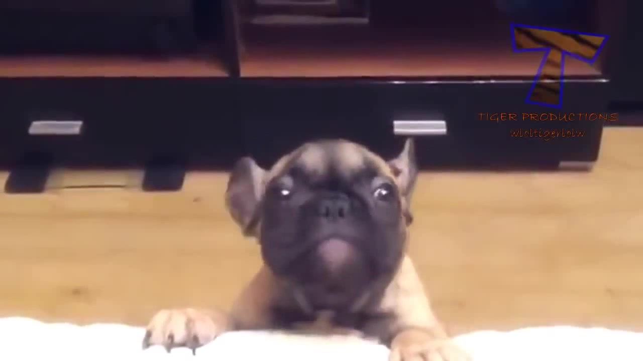 Mozart Dog))) - Coub - The Biggest Video Meme Platform