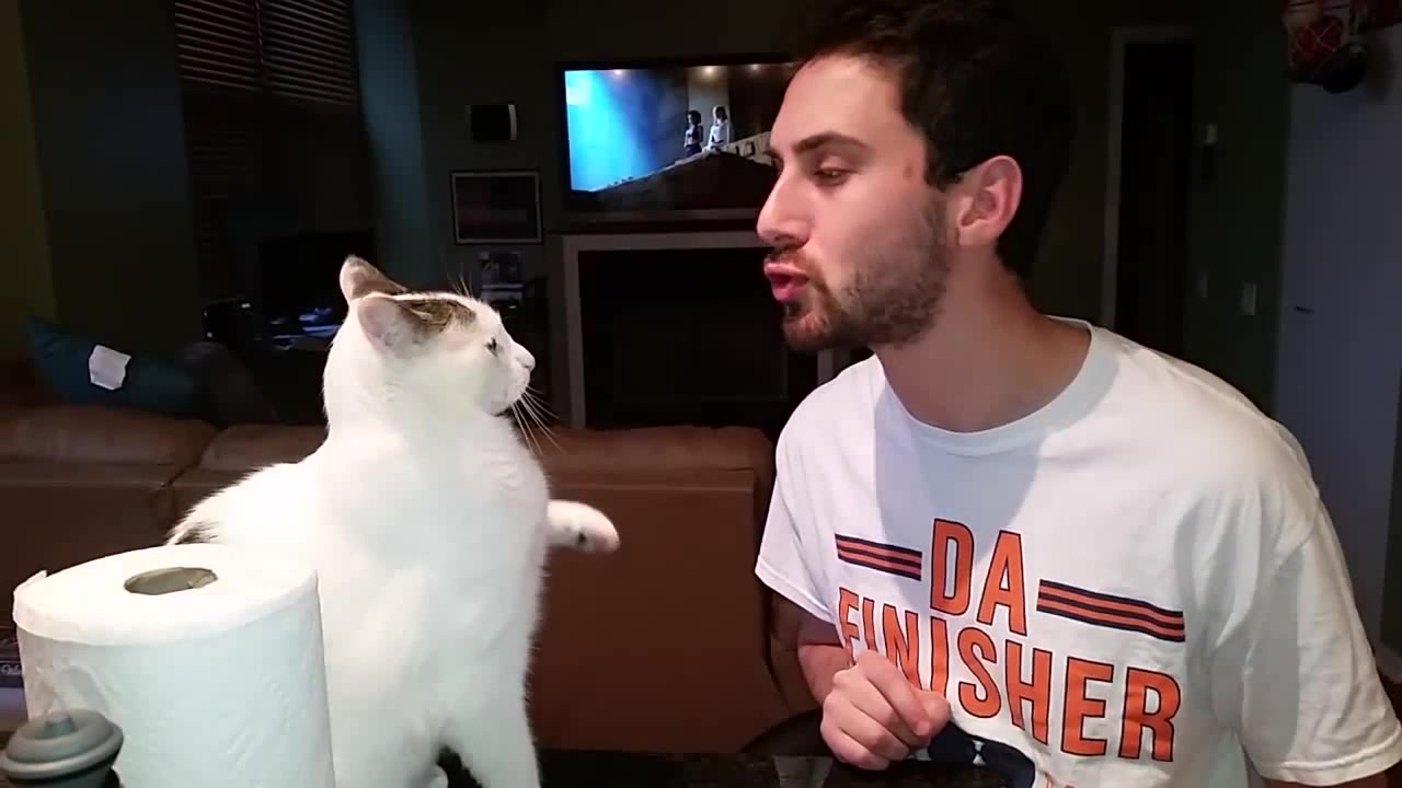Cat slaps owner for trying to kiss him - Coub - The Biggest Video Meme ...