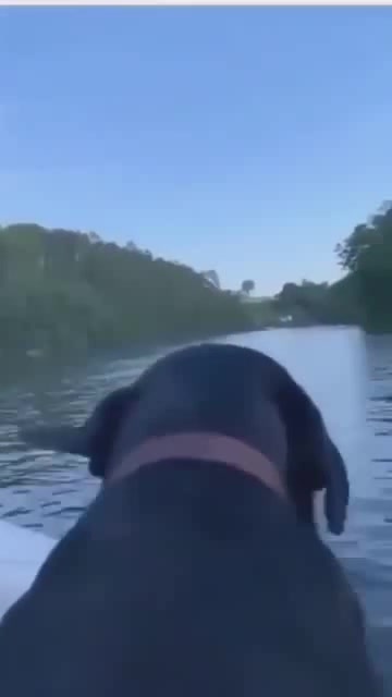 Flying ears - Coub - The Biggest Video Meme Platform
