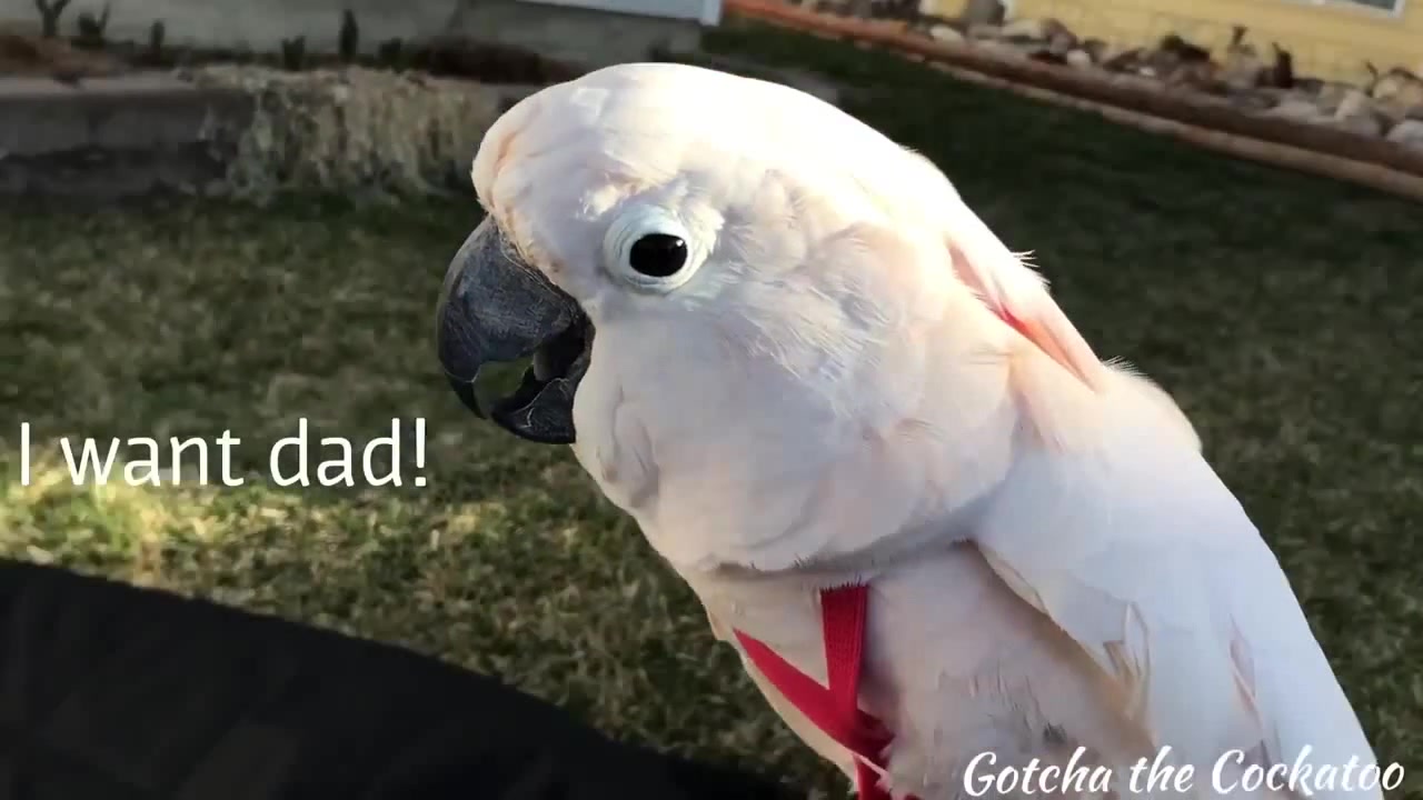 talking Cockatoo - Coub - The Biggest Video Meme Platform
