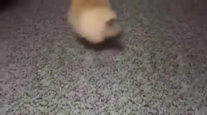 doggo - Coub - The Biggest Video Meme Platform