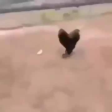 Chicken gets shot with shotgun - Coub - The Biggest Video Meme Platform